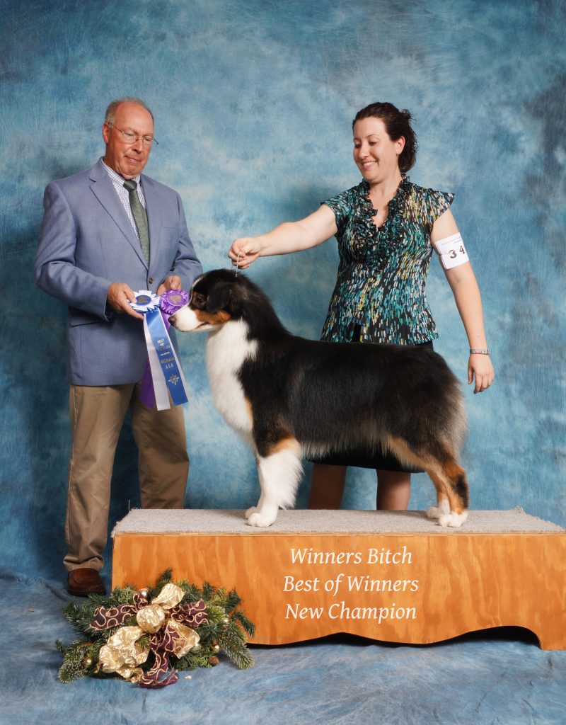 River Mist – Australian Shepherds and Golden Retrievers, MICHIGAN